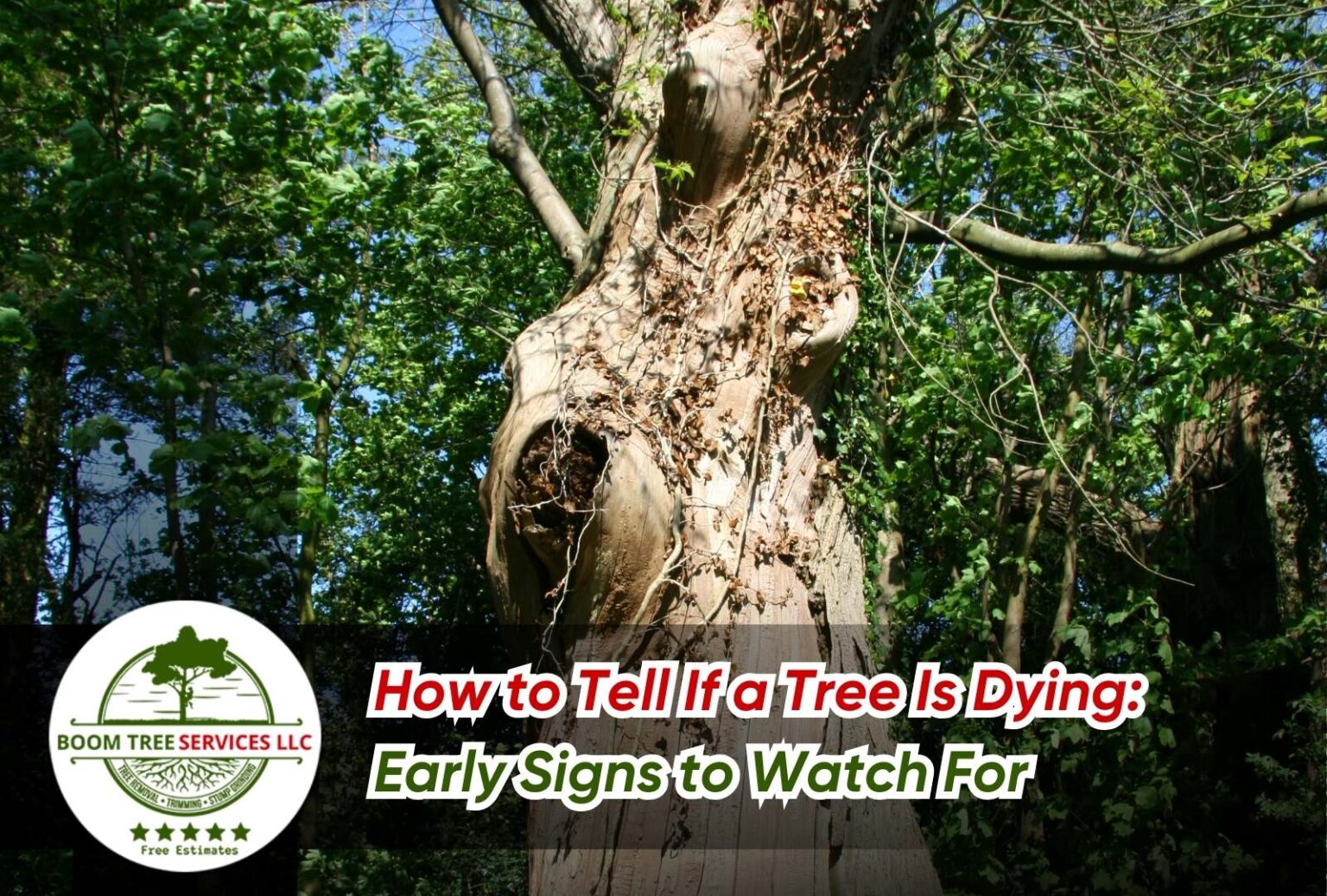 How to Tell If a Tree Is Dying | Early Signs to Watch